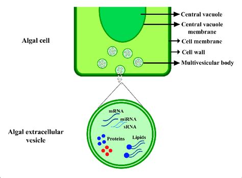 EVs Production In Algal Cell The Extracellular Vesicle Includes