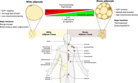 Adipose Tissue Types Location And Browning Process White Adipocytes