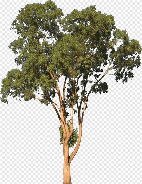 Green Leafed Tree Eucalyptus Camaldulensis Tree Shrub Eucalyptus