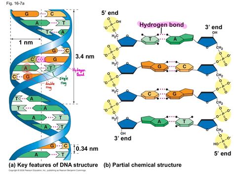 Detailed Lesson Plan In Dna Structure