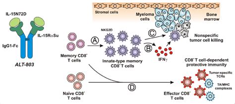 ALT 803 Promotes Innate Like CD8 T Cell Effector Activity And
