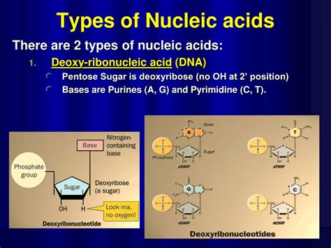 PPT Structure And Function Of DNA PowerPoint Presentation Free