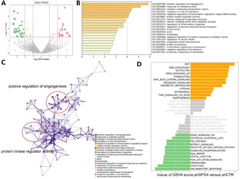 Functional And Pathway Enrichment Analyses And GSVA Enrichment Analysis