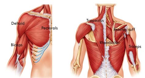 Major Muscles Of The Upper Body Atelier Yuwa Ciao Jp