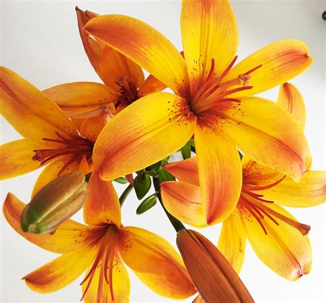 百合 花 橙色的 Pixabay上的免费照片 Pixabay