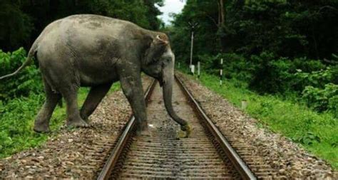 ecor adopts intrusion detection system to reduce train elephant collisions orissapost