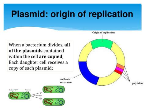 PPT Bacterial Transformation PowerPoint Presentation ID 5812934