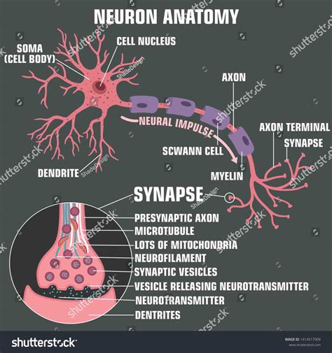 Vector Scientific Icon Structure Neuron Synapse Stock Illustration