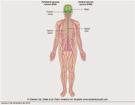 Nerbio Sistema Mind Map