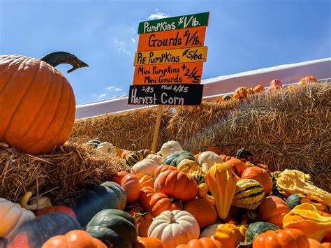 15 Best Pumpkin Patches In Austin Tx In 2023 Very Truly Texas