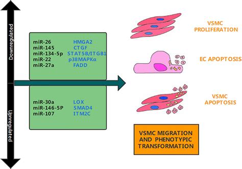 Frontiers Non Coding RNAs Regulate The Pathogenesis Of Aortic Dissection