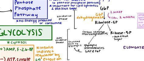 MCAT Comprehensive Biochemistry Metabolic Pathway Study Guide Etsy