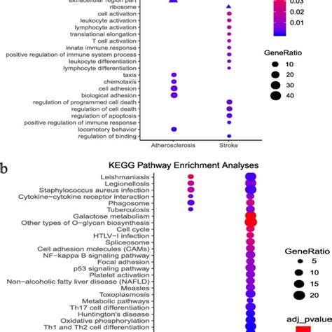 Functional Enrichment Analyses Of UAP DEGs And Ischemic DEGs A GO