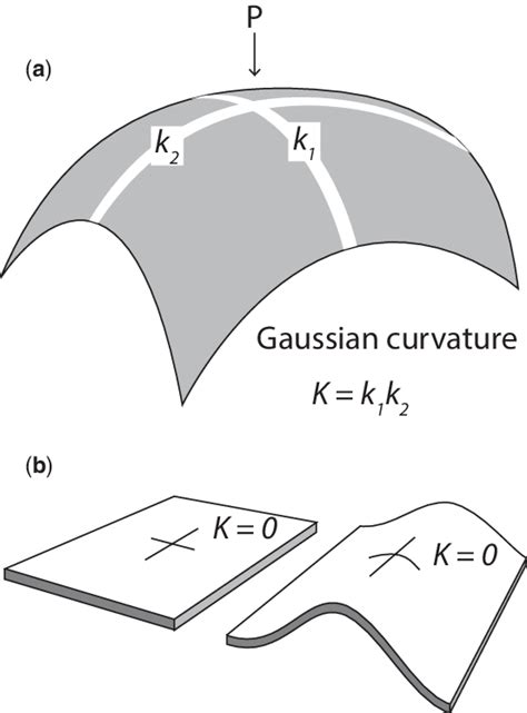 a the total gaussian curvature k at any point p on a folded surface download scientific