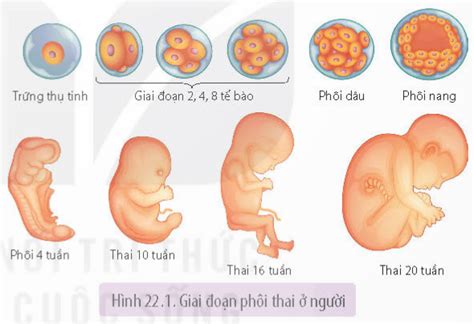 Lý thuyết Sinh trưởng và phát triển ở động vật Sinh học 11 Kết nối