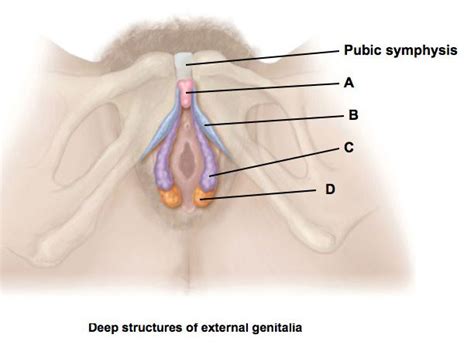 Identify Clitoris Diagram Quizlet
