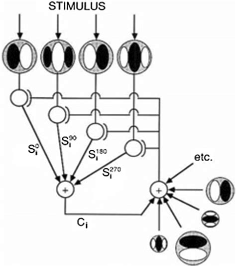diagram of the normalisation model of primary visual cortex v1 download scientific diagram