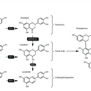 Detailed Overview Of The Flavonoid Biosynthesis Branch Responsible