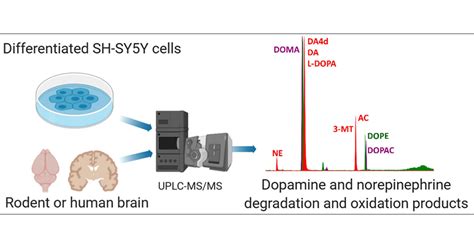 validation of a reversed phase uplc ms ms method to determine dopamine metabolites and oxidation
