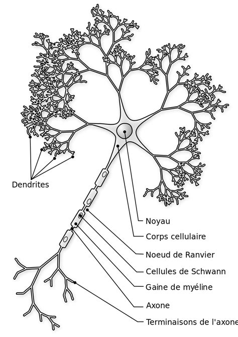 File Neuron Figure Fr Svg Wikimedia Commons