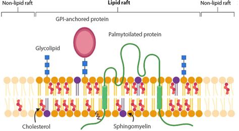 Frontiers Membrane Rafts Portals For Viral Entry