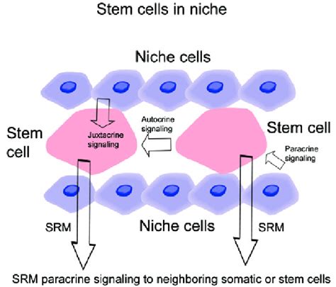 Adult Stem Cells Exist Within Niches Where A Rich Interaction Occurs