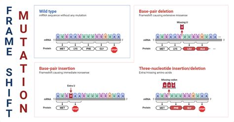 genetic variation definition causes types examples
