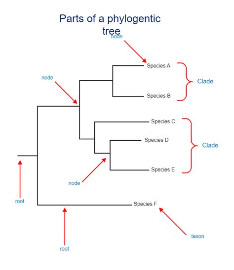 Parts Of A Phylogenetic Tree Template Edrawmax Templates The Best