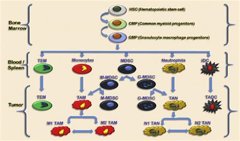 Myeloid Lineage Cells