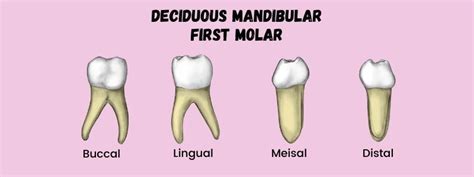 Differences Between Maxillary And Mandibular Molars 54 OFF