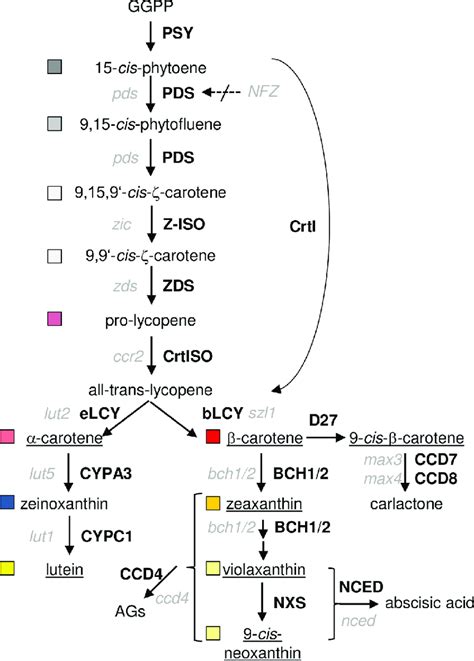 Carotenoid Synthesis And Cleavage Pathway In Higher Plants Enzymes In