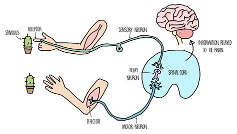 Responding To Stimuli AQA The Science Sauce