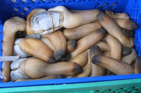 Heres A Crate Of Gooey Ducks Go Wild Imgur