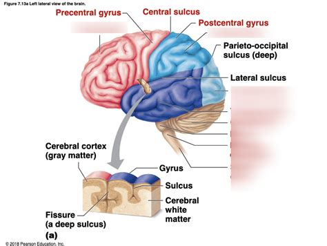 Module 7 Nervous System Diagram Quizlet