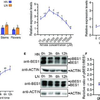 BES1 Promotes The Lateral Root Growth And Development At LN A