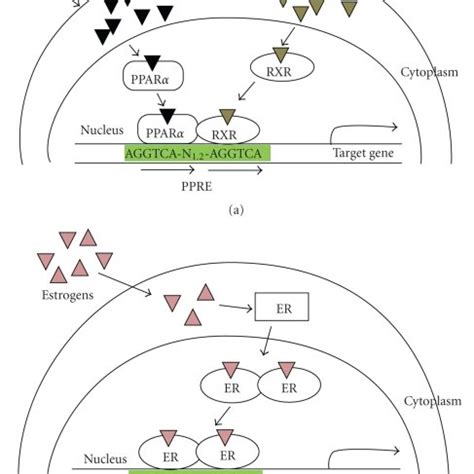 Inhibition of PPARα reporter gene expression a and b and