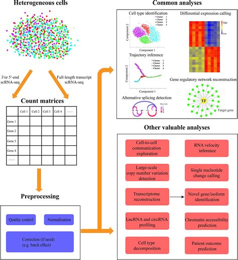 single cell rna seq data analysis