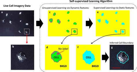 overview of the automated self supervised learning algorithm a the download scientific diagram