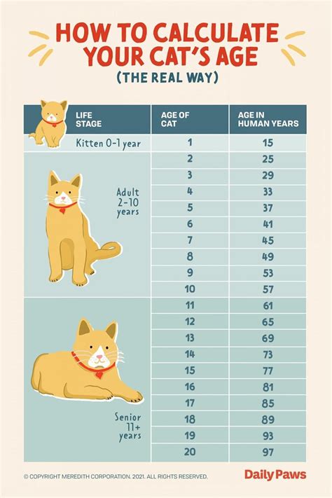 Female Cat Weight Chart By Age