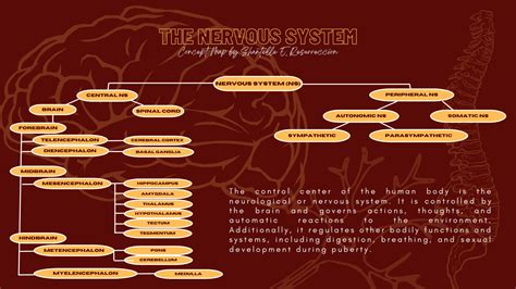 SOLUTION Nervous System Concept Map Studypool