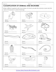 Classification Worksheets
