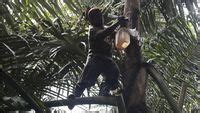 Melihat Produksi Gula Aren Tradisional Di Pulau Bacan
