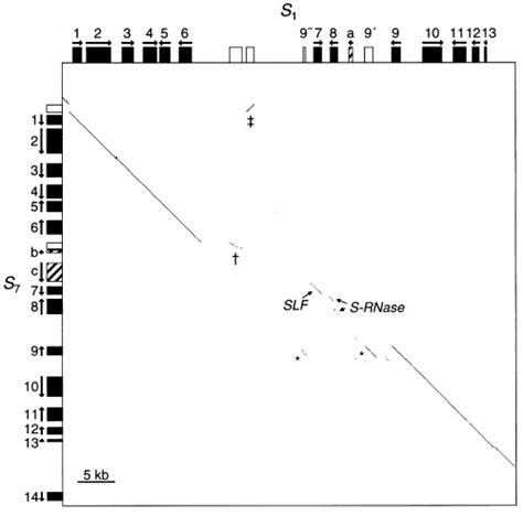 pattern matching analysis of homologies harr plot analysis between download scientific