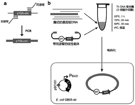 基因组大片段直接克隆和dna多分子组装新技术的制作方法 2