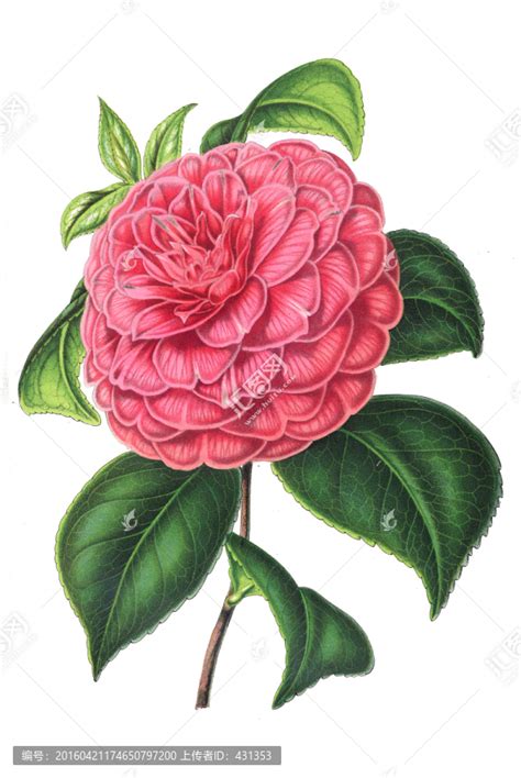 复古花朵 植物花草 设计素材 设计模板 汇图网www huitu