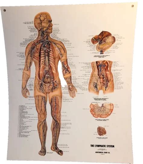 LYMPHATIC SYSTEM POSTER LAMINATED ANATOMICAL CHART ANATOMY 20x27