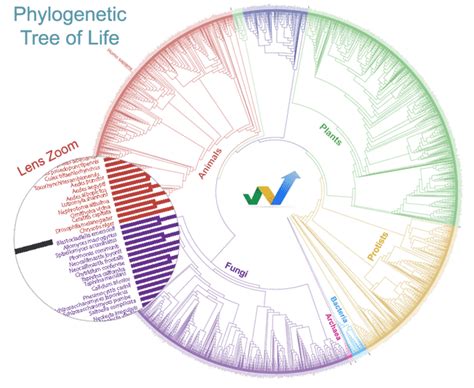 Phylogenetic Tree Of Life High Resolution