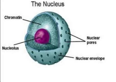 Well Labelled Diagram Of Nucleus