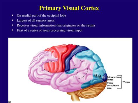 ppt central nervous system powerpoint presentation free download id 1780316