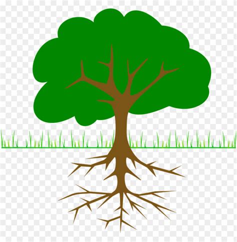 Roots Clipart Tall Tree Stump Root Cause PNG Image With Transparent